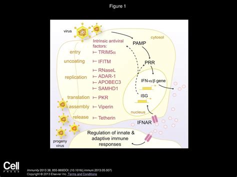 Cytosolic Sensing Of Viruses Ppt Download