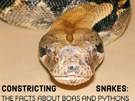 Boa Vs Python Vs Anaconda Lasopamod