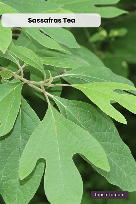 Sassafras Tea