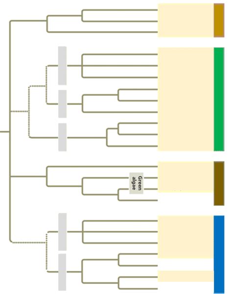 Protist Phylogenetic Tree Diagram Quizlet