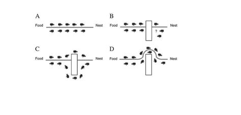 Figure1 Finding By Ants Path From Nest To Food Source Download