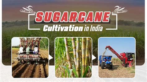 How To Grow Sugarcane Plant Tractorkarvan