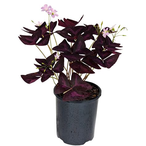 Oxalis Triangularis False Shamrock Our Plant Shop