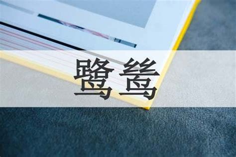 鹭鸶鹭鸶的读音鹭鸶的意思 汉语词典