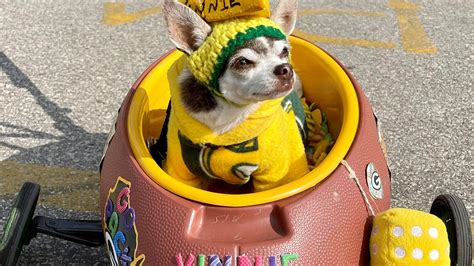 Vinnie James The Packers Chihuahua Makes Fans Smile At Lambeau Field