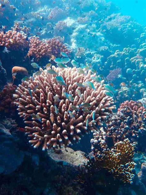 Arrecifes De Coral ¡descubre Su Belleza Dpm Diving