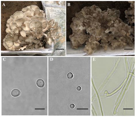 Basidiospores Microscope