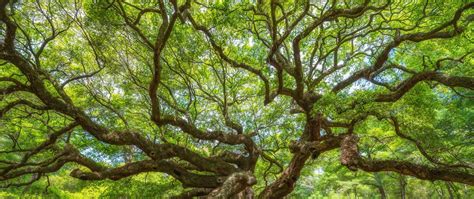 Tree Removal By Singletary S Tree Service