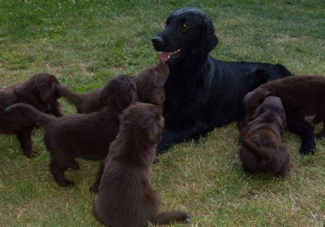 Sexual Maturity In Puppies What To Expect American Kennel Club