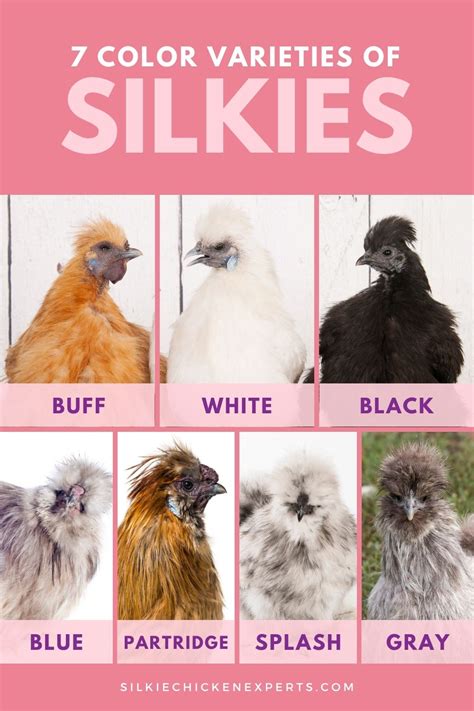 Silkie Chicken Color Chart Apa Silkie Chicken Colors Backyard