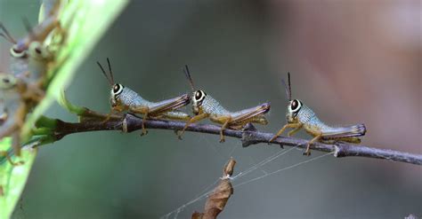 Locust Insect Benefits At Virginia Corns Blog