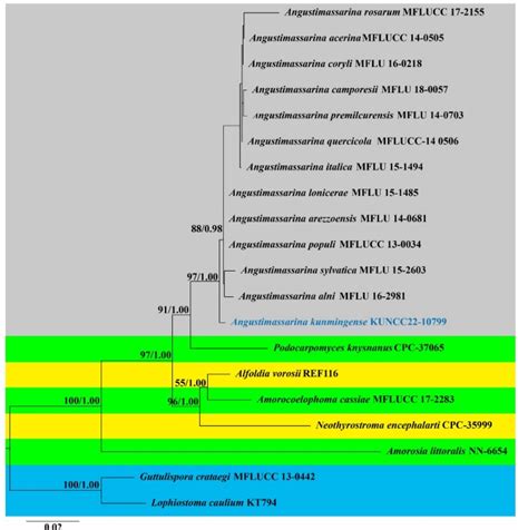 Phylogram Generated Of Angustimassarina Faces Of Fungi
