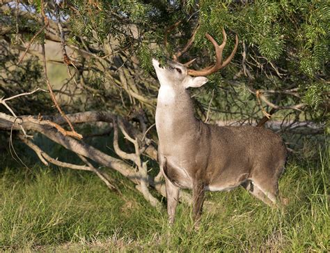 Where And How To Hunt The Deep South Deer Rut Realtree Camo