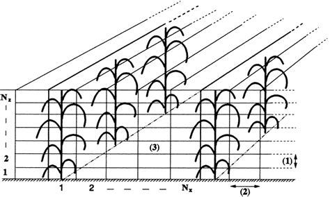 Schematic Representation Of The Subdivision Of The Canopy 1 Download Scientific Diagram
