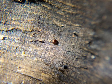 Id Request Tried Starting Isopod Culture From The Wild Please Help Me Identify All The