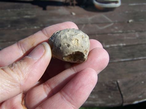 Are These Blastoids Fossil Id The Fossil Forum Are These Blastoids Fossil Id The Fossil Forum