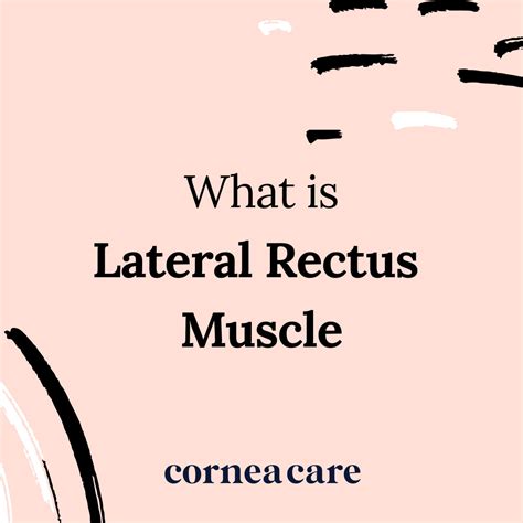 Lateral Rectus Muscle Corneacare