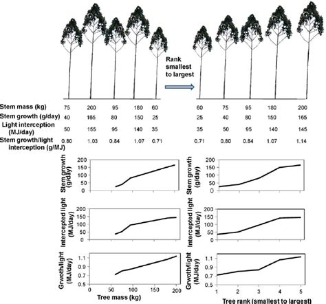 The Importance Of Tree Dominance Was Evaluated By Taking Trees From Download Scientific Diagram