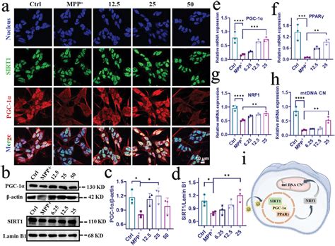 Csc Nps Ameliorated Mpp⁺ ‐induced Mitochondrial Dysfunction Through The
