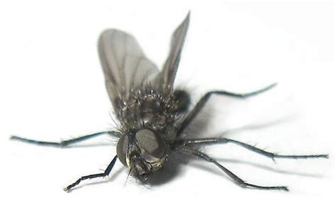 Small Fly Bugguidenet