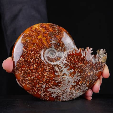 Eerste Kwaliteit Cleoniceras Ammoniet Perfecte Staat Van Bewaring Prachtig Patroon Op Schelp