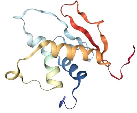 irf4 protein overview sino biological