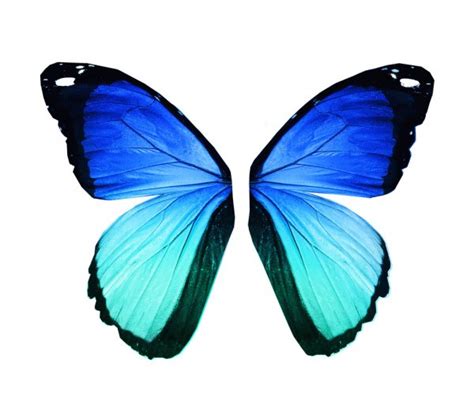 Morpho violet pink butterfly wings, isolated on white — Stock Photo ...