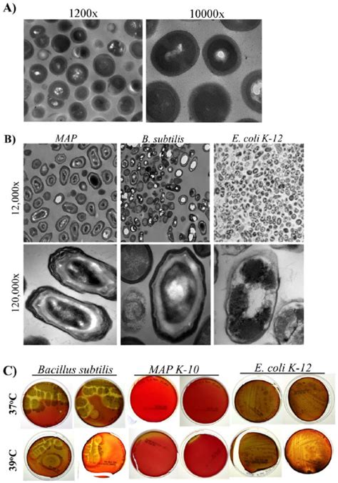 Sporulation Is Reproducible On Traditional Sporulation Medium Spore Download Scientific