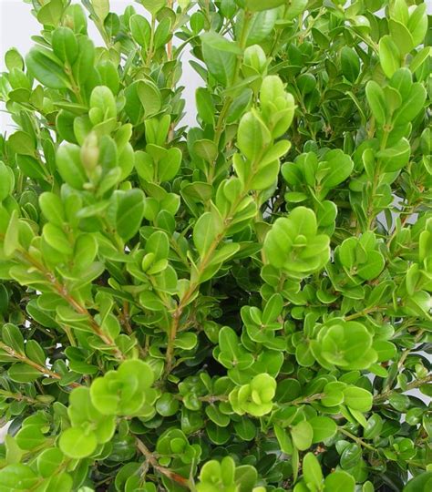 Buxus Microphylla Var Japonica Winter Gem Winter Gem Boxwood From Prides Corner Farms