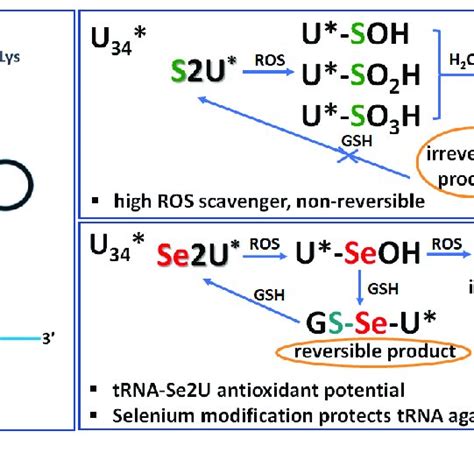 schematic difference between sulfur and selenium modified uridines