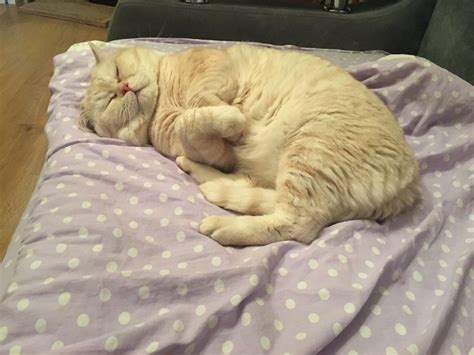 Создать мем смешные животные забавные котики коты Картинки Meme