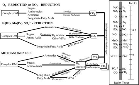 Schematic Of Putative Microbial Processes In Subsurface Environments Download Scientific