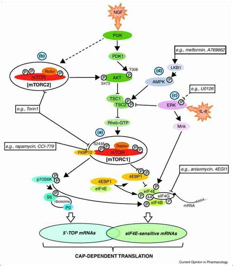 Regulation Of MRNA Translation In Primary Afferents Translation Of Download Scientific Diagram