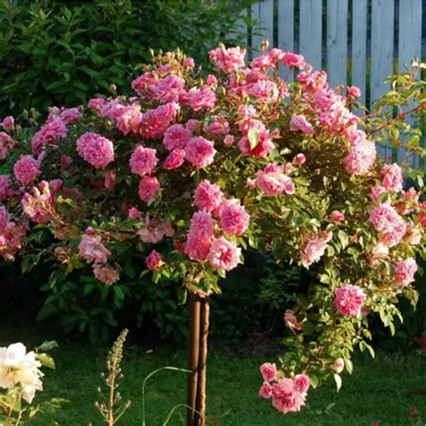 Саженец «Роза The Fairy st» штамбовая, ЗКТ, в пакете, БТ купить в ...