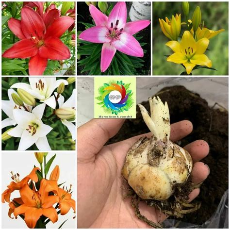 Asiatic Lily Bulbs Wholesale Price And Mandi Rate For Asiatic Lilium Bulb