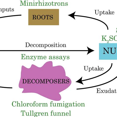 Belowground Biogeochemical Pools Colored Boxes Fluxes Black Download Scientific Diagram