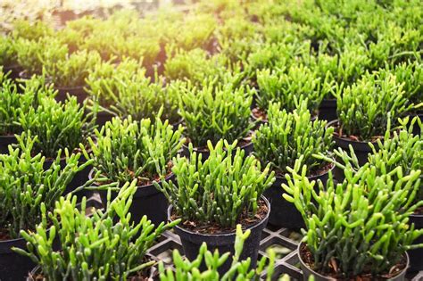 5 Geranium Varieties To Grow In Australia Ultimate Backyard 5 Geranium Varieties To Grow In Australia Ultimate Backyard
