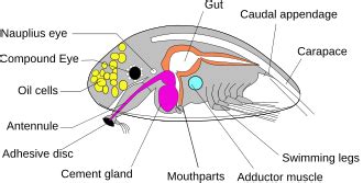 Barnacle Wikipedia