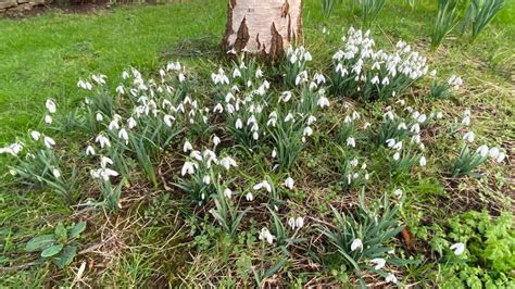 February Gardening What To Do In The Garden In February Lisa S Notebook