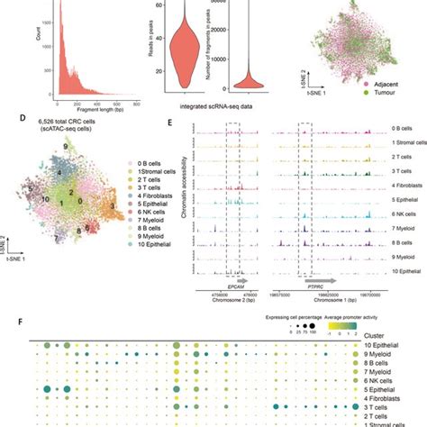 Single‐cell Atac‐seq Profiles Of The Human Crc A And B Quality