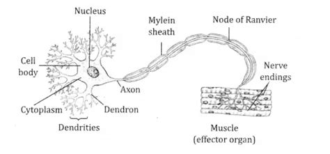 Cbse Ncert Th Class Chapter Control And Coordination