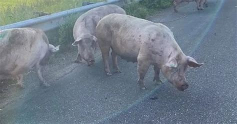 Pigs Run Wild After Truck Overturns And Dozens Of Hogs Escape Onto Motorway Daily Star