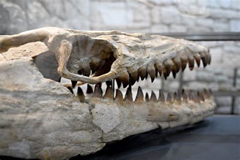 Изложба на вкаменелости на изчезнали видове в Разград Снимки