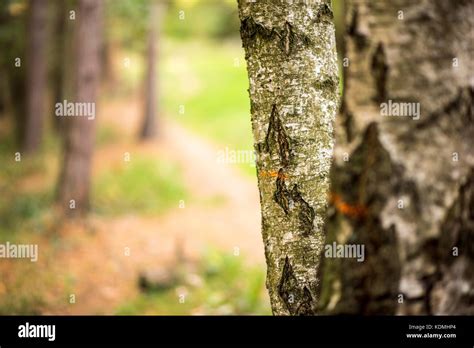 Tree Trunks In Natural Woodland Environment Landscape UK Stock Photo Alamy