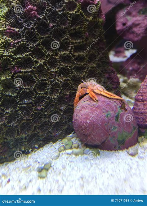 Crab Exoskeleton Stock Photography Cartoondealer Com