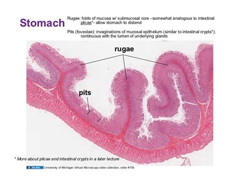 010709b Tubular Gi Tract Stomach