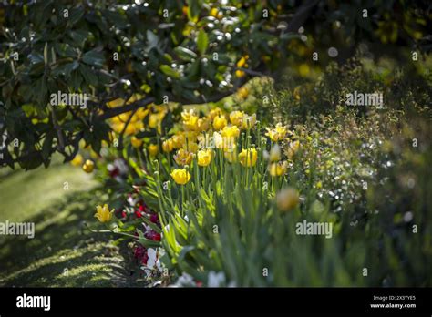The Genus Tulipa Has Been Subdivided Into Two Subgenera Based On