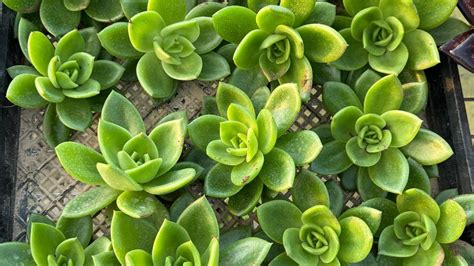 11월26일 이쁜 다육이 그리고 수입소식 Youtube