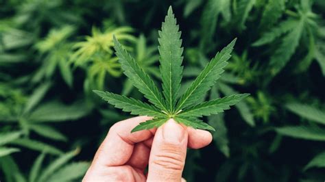 How Much Is A “zip” Of Weed Exactly Embarc
