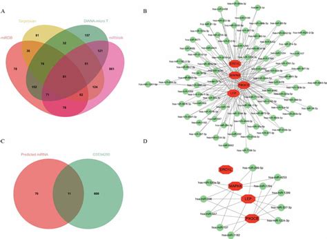 Prediction And Validation Of Target Mirnas A Venn Diagram Presenting